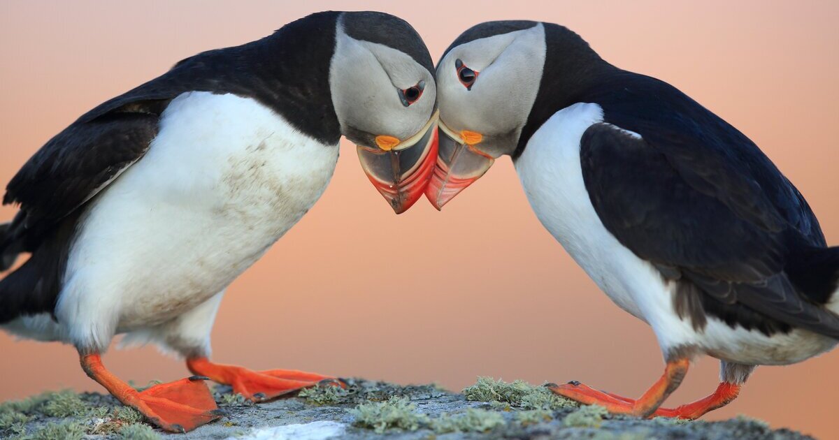 10 Incredible Facts About Atlantic Puffins, Iceland's Emblematic Seabirds | Ducks Unlimited
